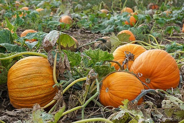 Cooking With Pumpkin Around The World • Curious Cuisiniere